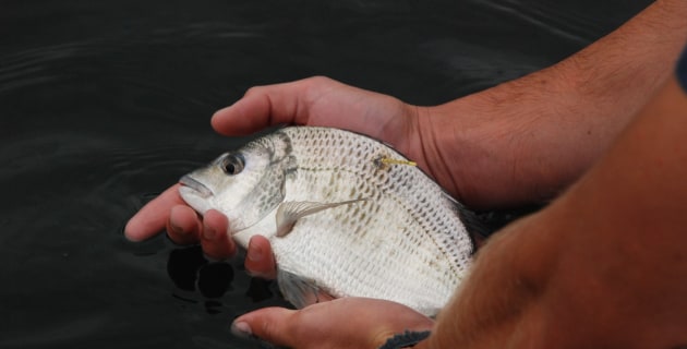Rare long-term bream recapture in Lake Macquarie - Fishing World
