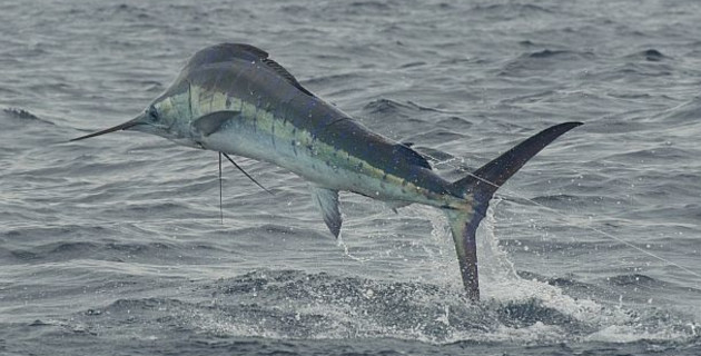 US takes big step in billfish conservation - Fishing World