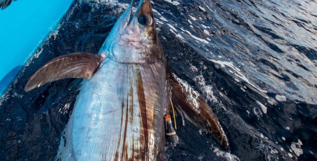 The Great Swordfish Race: Satellite tag deployed - Fishing World