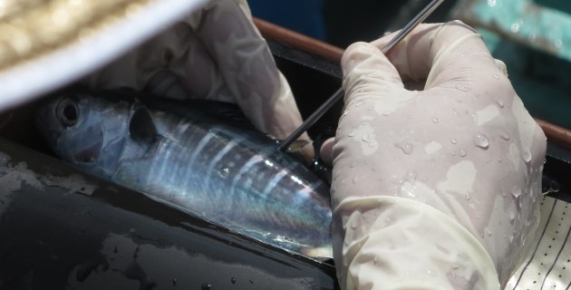 Tiny tagged tuna reveals remarkable journey and growth! - Fishing World