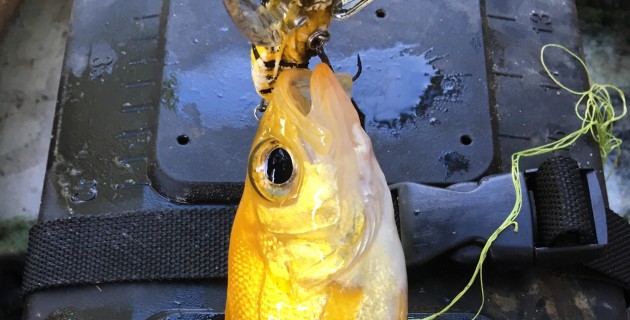 Golden bass caught in NSW - Fishing World