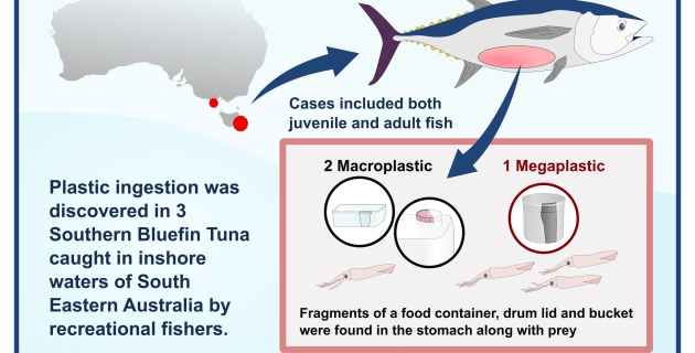 Study exposes ingestion of large plastics by southern bluefin tuna ...