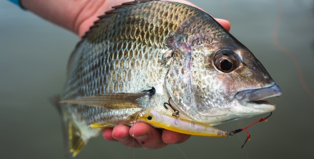 The best knots and rigs for estuary fishing - Fishing World