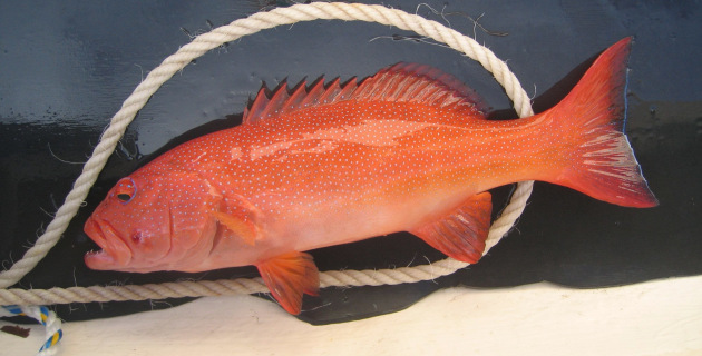 Queensland coral trout stock "looking good" - Fishing World