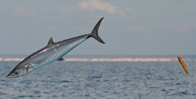 Queensland mackerel monitoring - Fishing World
