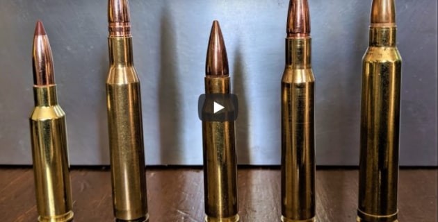 Video: Five Best Calibres for New Hunters to Consider - Sporting Shooter