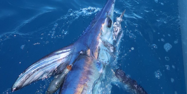 Swordfish satellite tag resurfaces - Fishing World