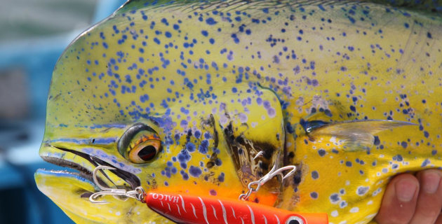 WA fish aggregating device (FAD) network - Fishing World