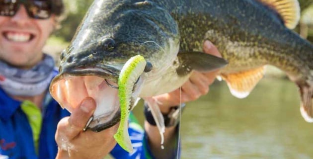 The $80K Murray cod returns - Fishing World