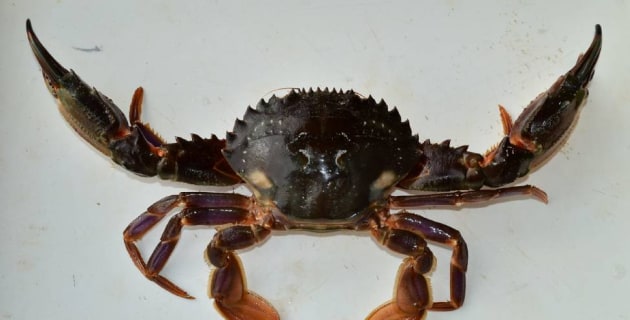 Invasive Asian paddle crab concerns in SA - Fishing World