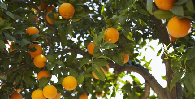 Costa Group makes $220m citrus acquisition - Food & Drink Business