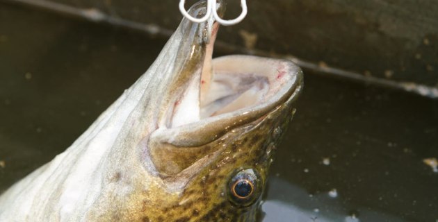 Victorian Native Fish Report Cards - Fishing World