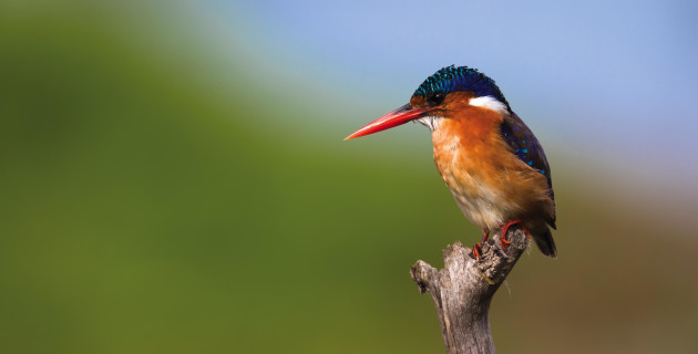 Photo tip of the week: How to take pin sharp wildlife photos ...