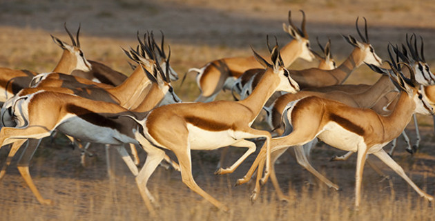 Photo Tip of the Week: Shooting Animals in Action - Australian Photography