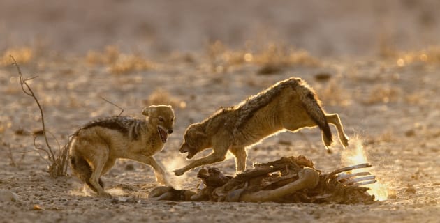 Photo tip of the week: master backlighting with your wildlife images ...