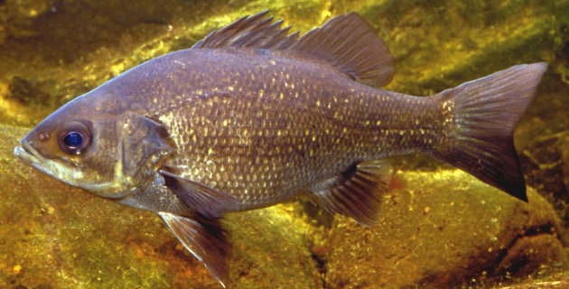 Australian bass and estuary perch season opens - Fishing World