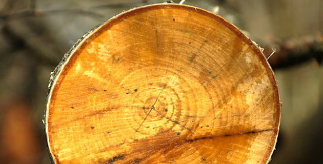 Wood in the New World - Australian Wood Review