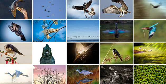 August 'Birds' Comp: And the Winner Is... - Australian Photography