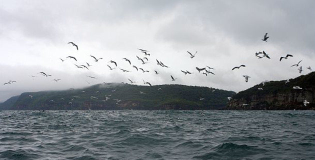 BLOG: Keeping a bird's eye view - Fishing World