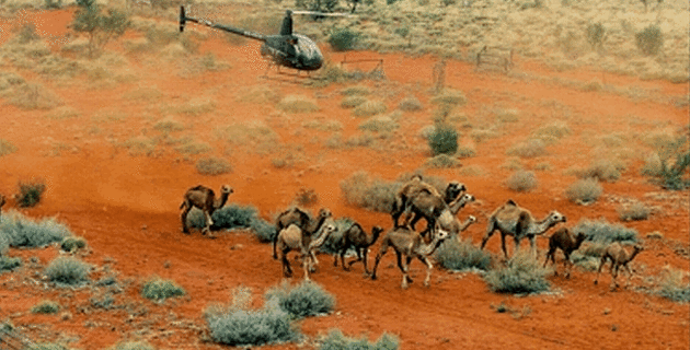 CASA asks outback pilots to report camel sightings - Australian Flying