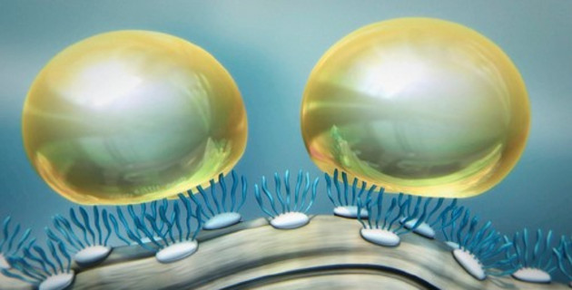 Food safe oil and grease resistant packaging - PKN Packaging News