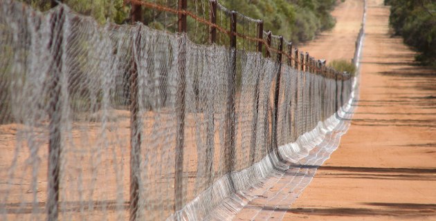 Cluster fencing to keep wild dogs out - The plan and problems already ...