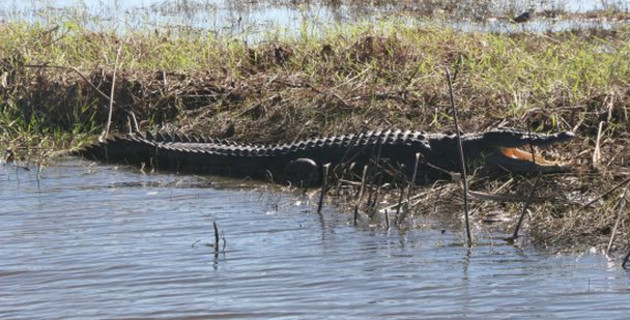 Crocodile takes fisherman on Adelaide River - Fishing World