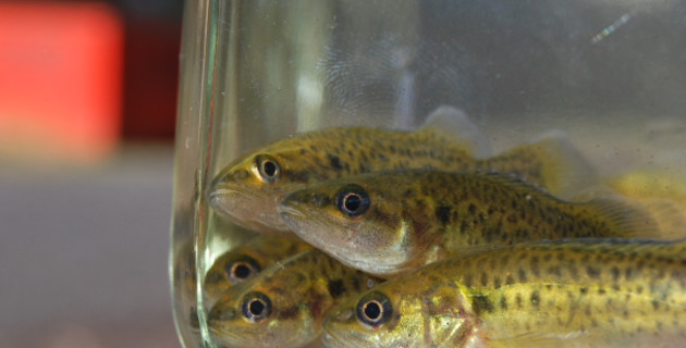 Eight million native fish for Victoria - Fishing World