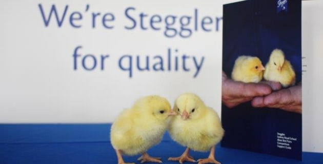 Baiada tackles hormone myths about chicken - Food & Drink Business