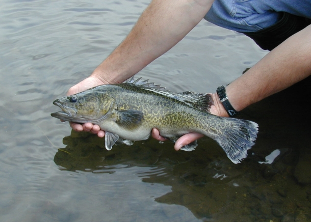 River closures to protect Eastern freshwater cod - Fishing World