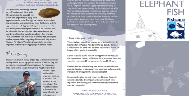 Fishing for elephants? - Fishing World