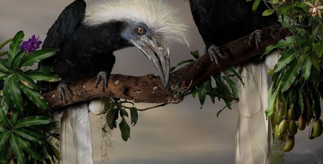 Extraordinary bird images take off in Sydney - Capture magazine