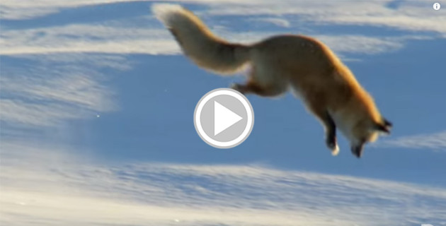 Fox Hunting Mice in the Snow - Sporting Shooter