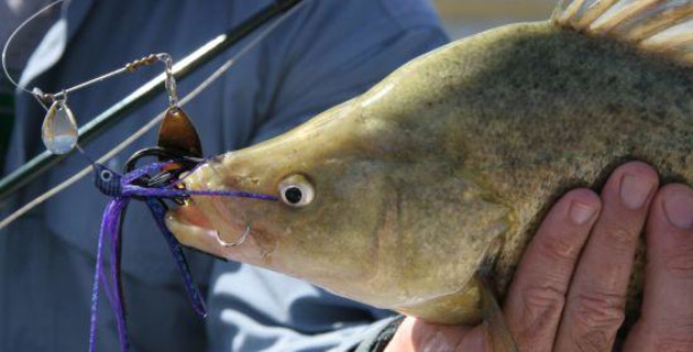 Native fish stocked in NSW - Fishing World