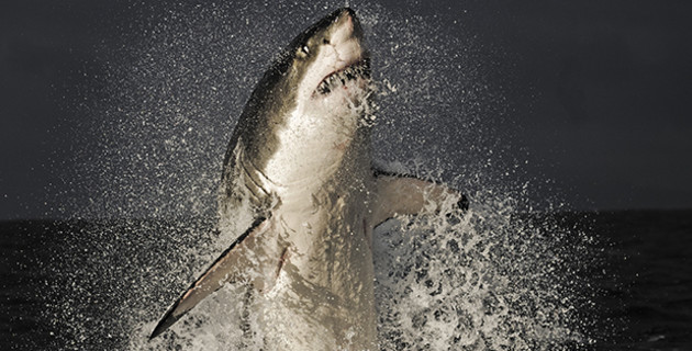 Behind the Lens: Shooting Sharks - Australian Photography