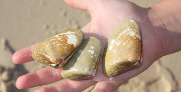 New plan revealed to manage Victorian pipis - Fishing World