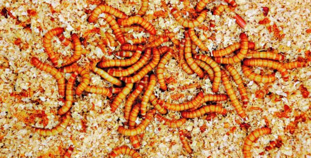 Edible insect industry on the ascent - Food & Drink Business