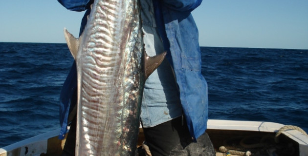 Mighty Swains mack! - Fishing World