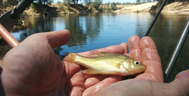 Ovens cooking a Macquarie perch recovery - Fishing World