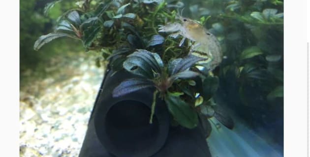 Crayfish disease threat uncovered in NSW - Fishing World