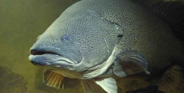 Murray cod secrets revealed - Fishing World