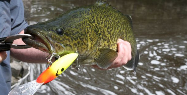 Scientists trigger Murray cod breeding in wild - Fishing World