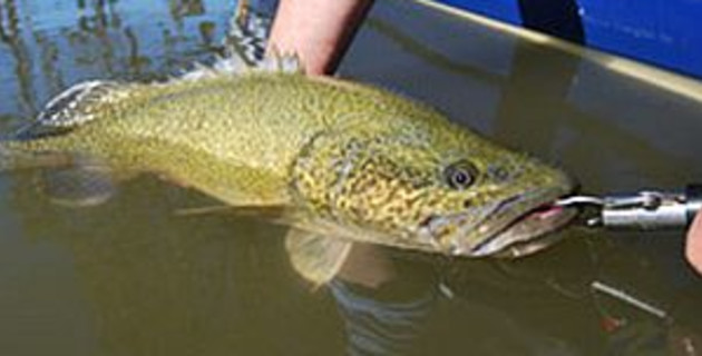 Murray cod stockings near million mark - Fishing World