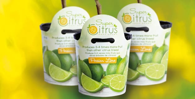 Orora launches POP business in North America - PKN Packaging News