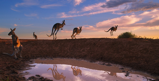 Photo Tip: Shooting Roos - Australian Photography