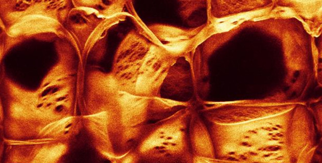 Food structures go under the microscope - Food & Drink Business