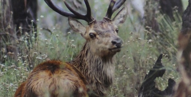 Red Deer Resource Book - Sporting Shooter