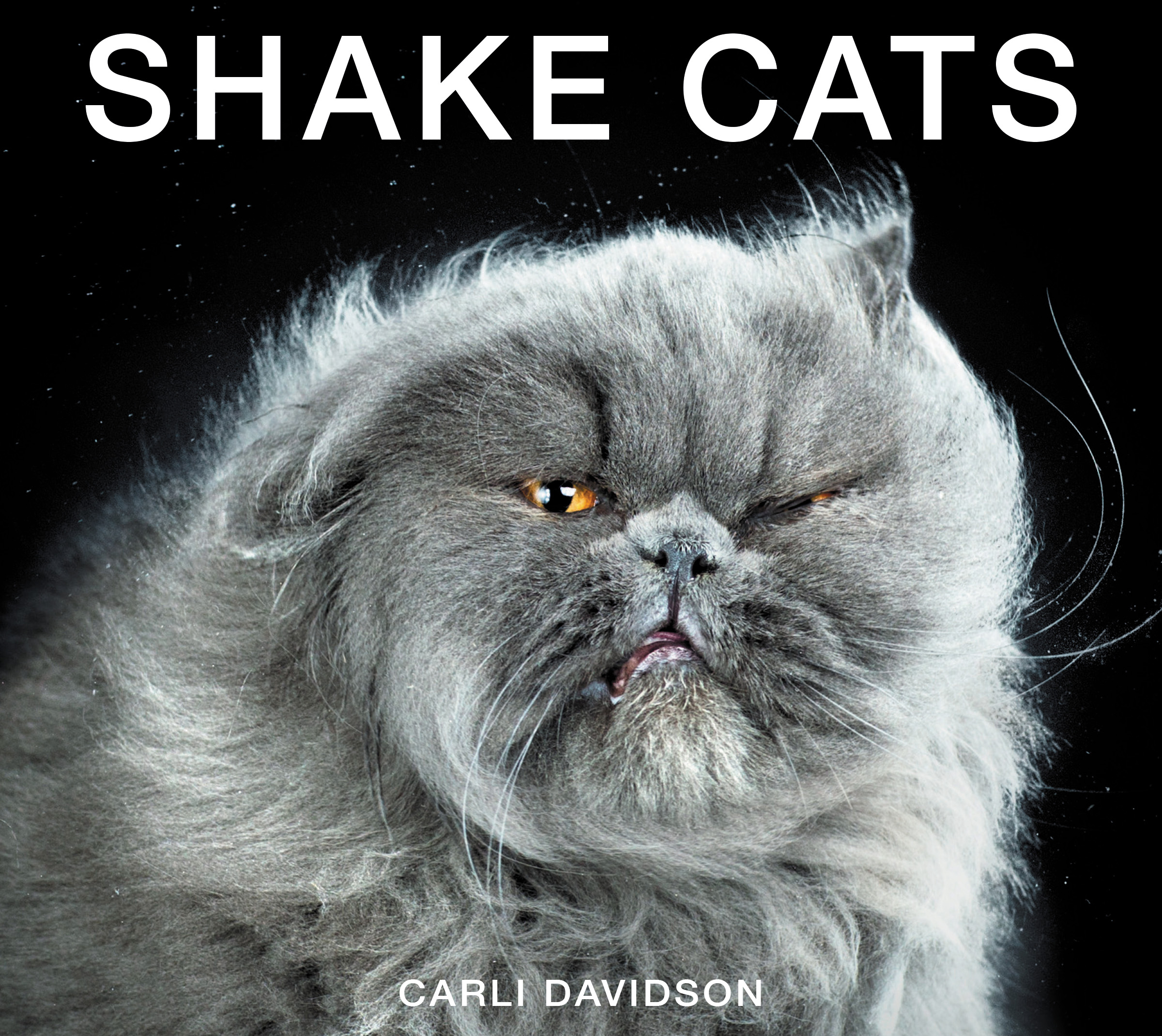 The cat's out the bag…Shake Cats by Carli Davidson - Capture magazine