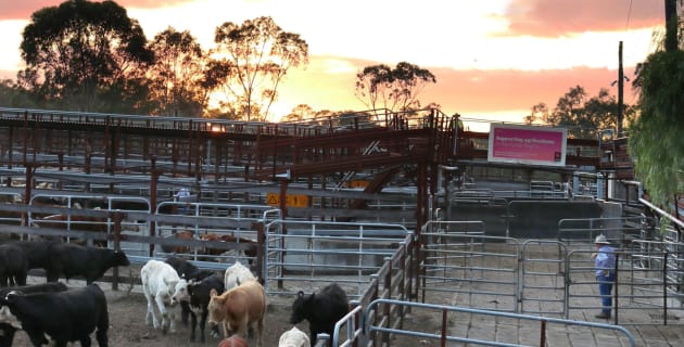 Wiley wins upgrade in Singleton - Food & Drink Business