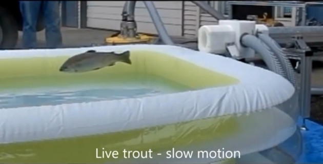VIDEO: Salmon Cannon - helping fish reach spawning grounds - Fishing World